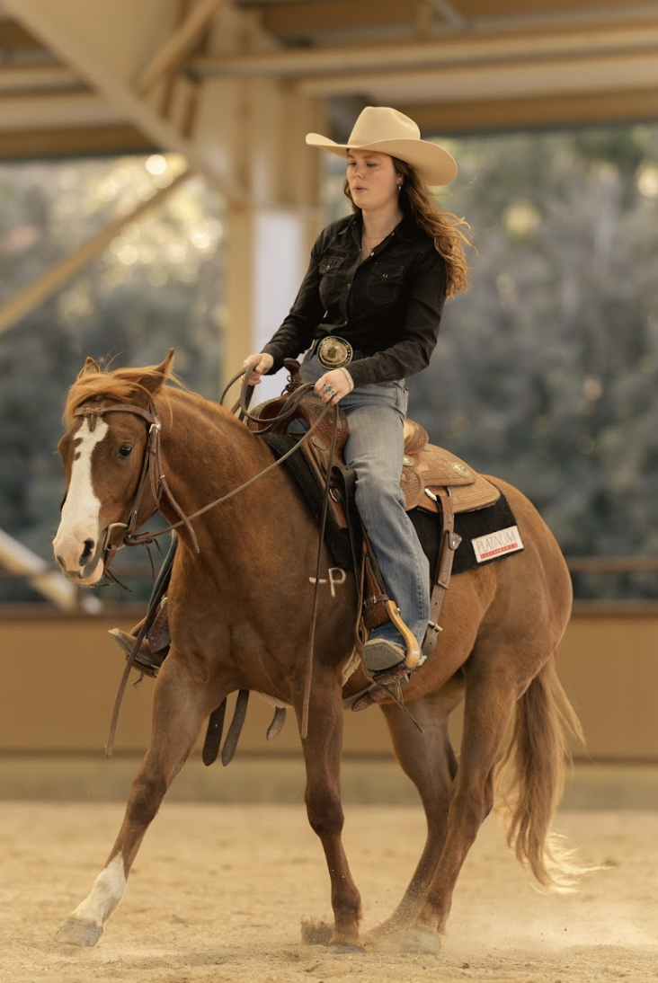 CP Backdoor Andrew (Andy) - Performance Horse Sales - Cal Poly, San Luis Obispo